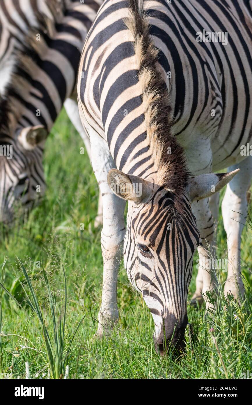 Beautiful shot wild zebras hi-res stock photography and images - Alamy