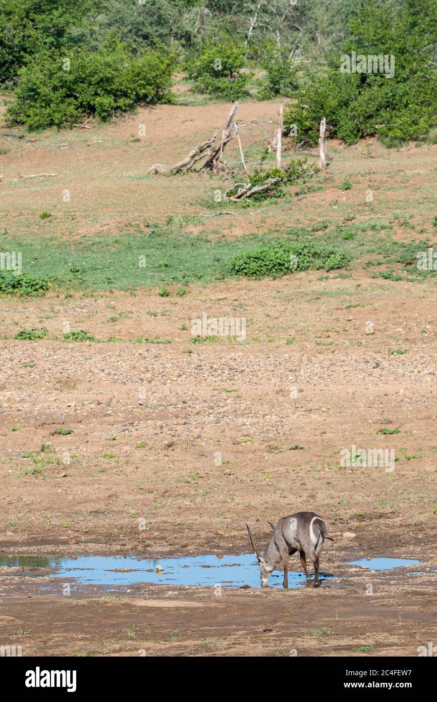 Grey antelope drinking water from a small pond Stock Photo - Alamy