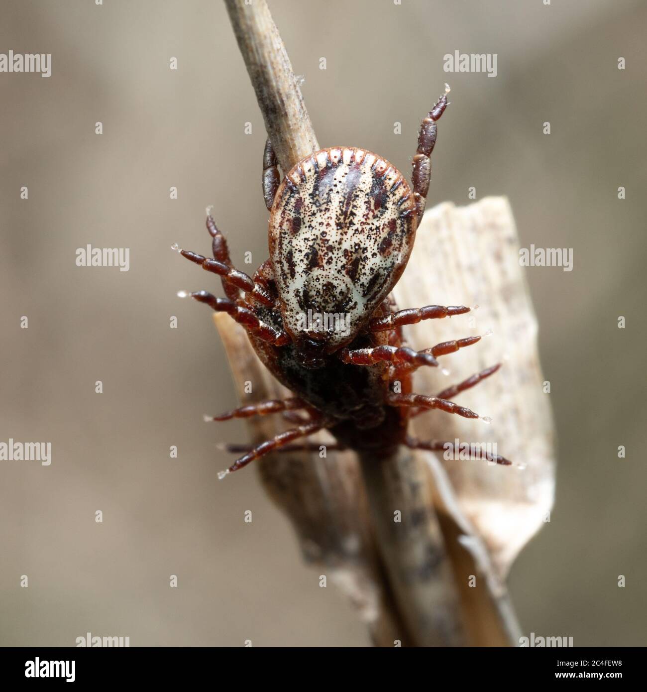 Mites siton the dry grass outdoors in spring. Macro photo of parasites ...