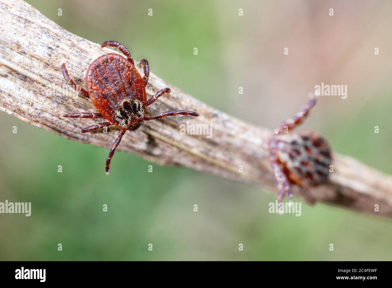 Mites siton the dry grass outdoors in spring. Macro photo of parasites ...