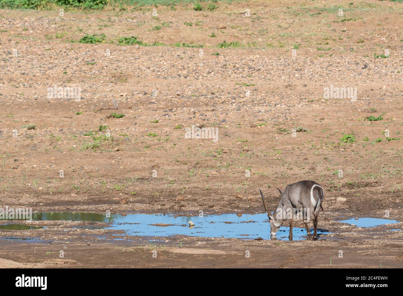 Grey antelope drinking water from a small pond Stock Photo - Alamy