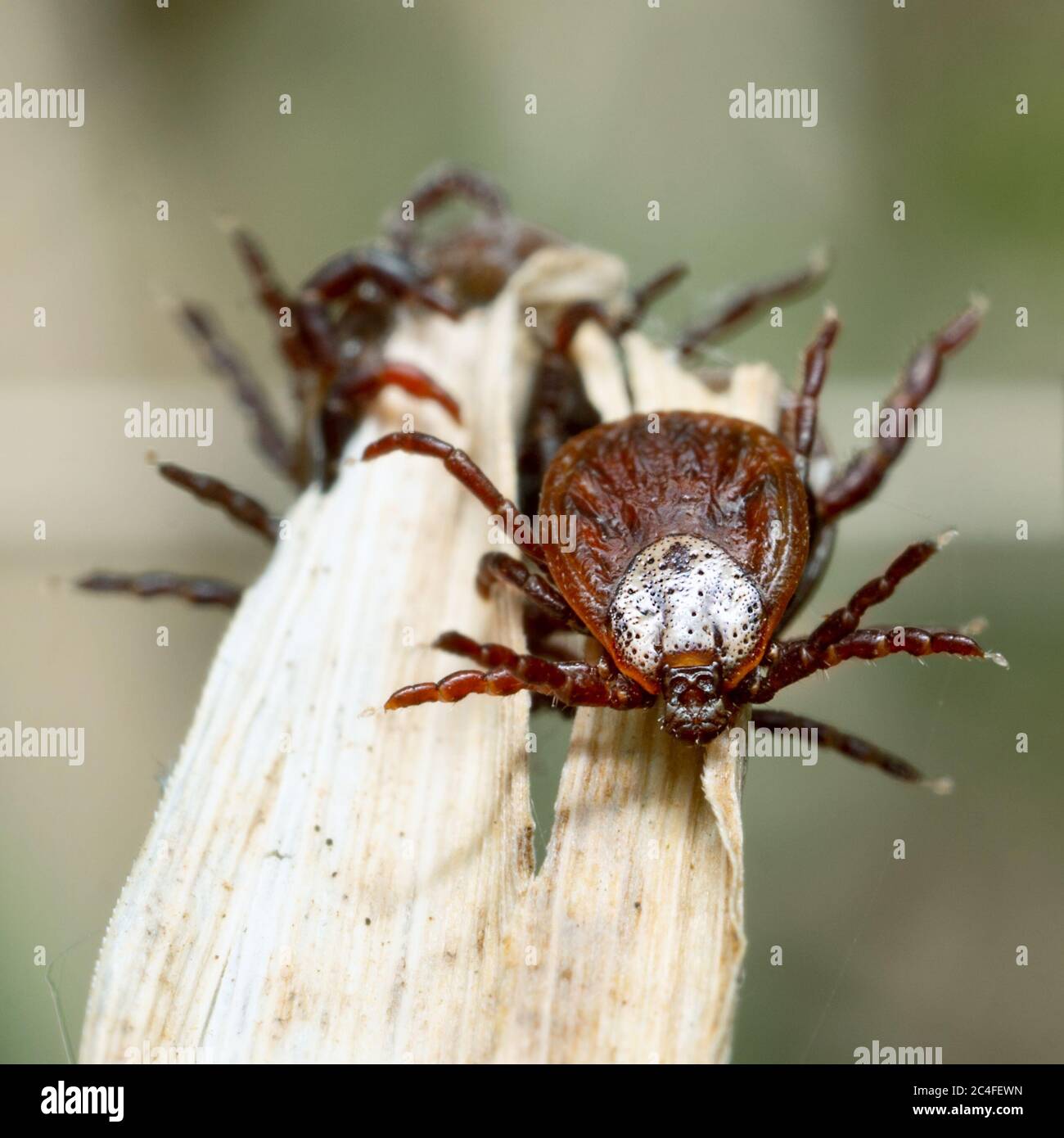 Mites siton the dry grass outdoors in spring. Macro photo of parasites ...