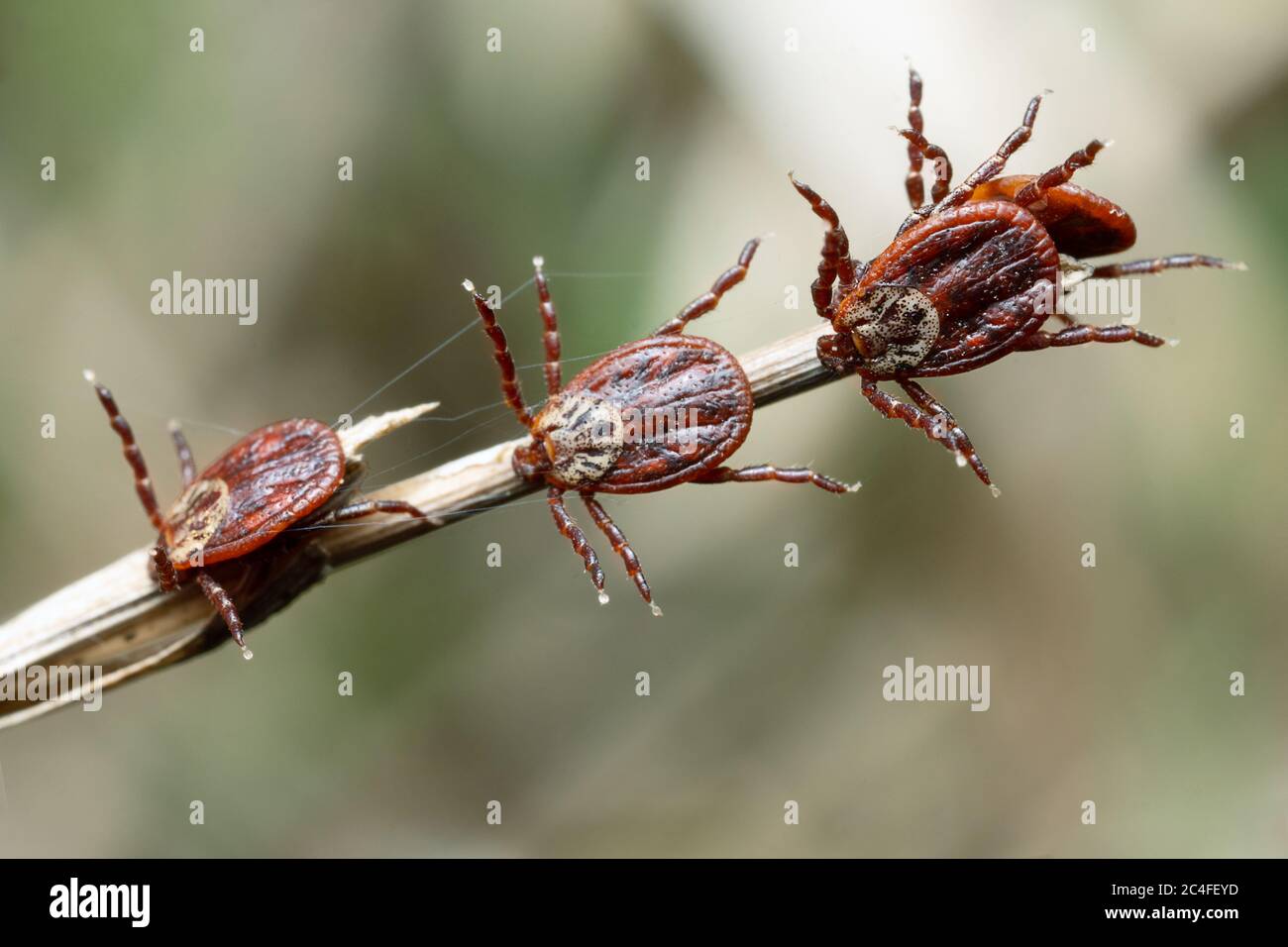 Mites siton the dry grass outdoors in spring. Macro photo of parasites ...
