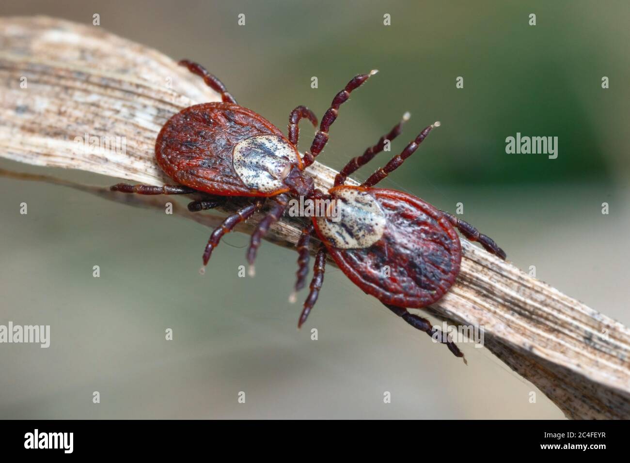Disease spreading ticks hi-res stock photography and images - Alamy