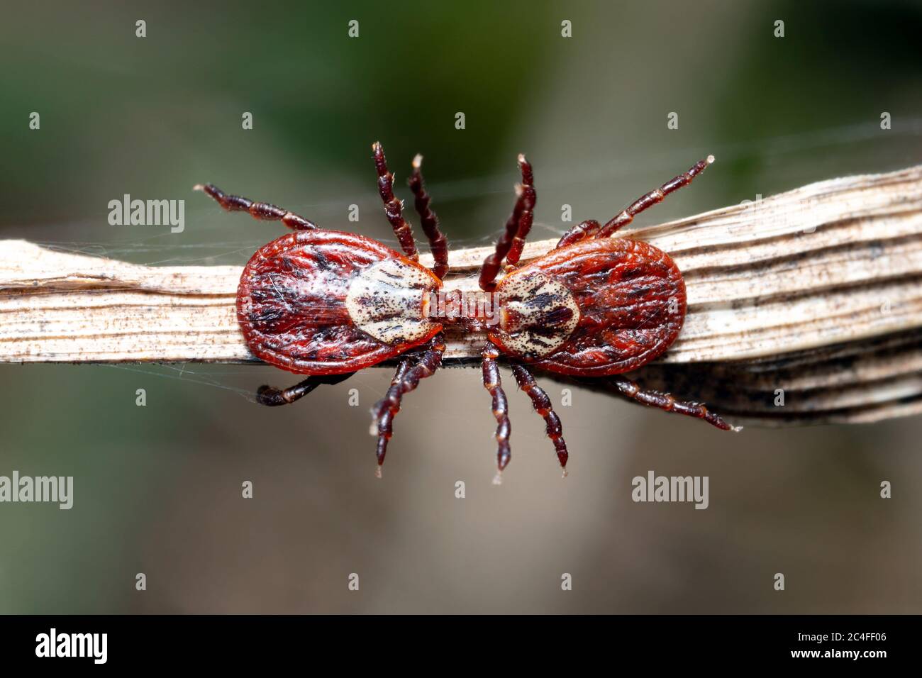 Two dangerous parasites hi-res stock photography and images - Alamy