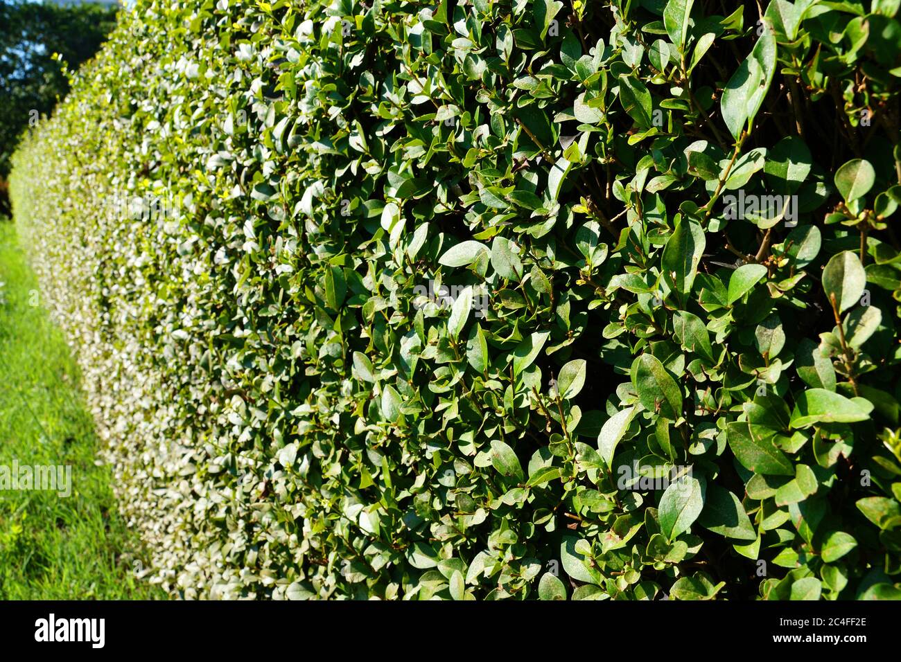 hedge of evergreen shrubs in summer park Stock Photo - Alamy