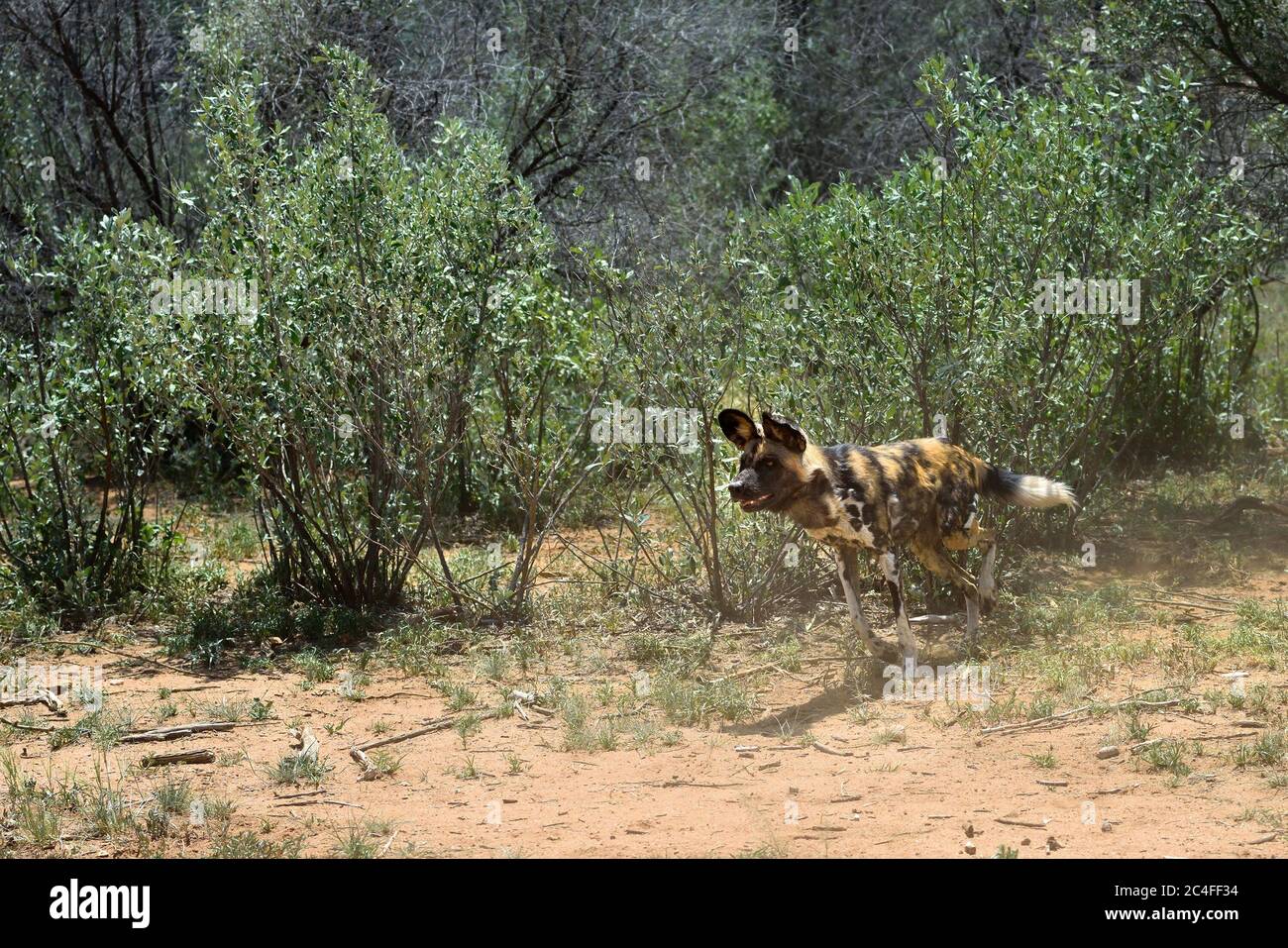 The African Wild Dog attacks from the bush, Namibia, Africa Stock Photo ...