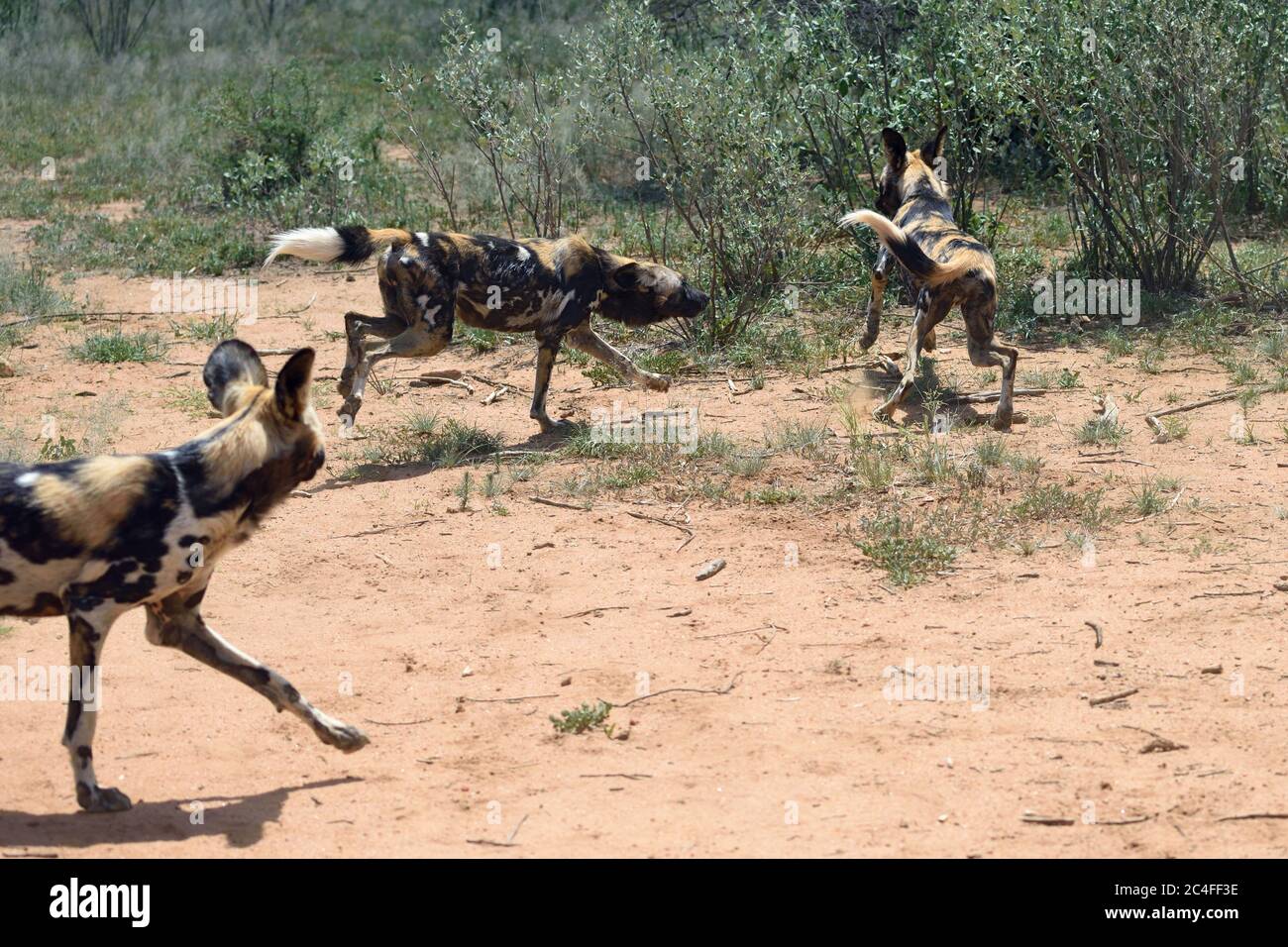 Group of the African Wild Dogs playing in bush, Namibia Stock Photo - Alamy