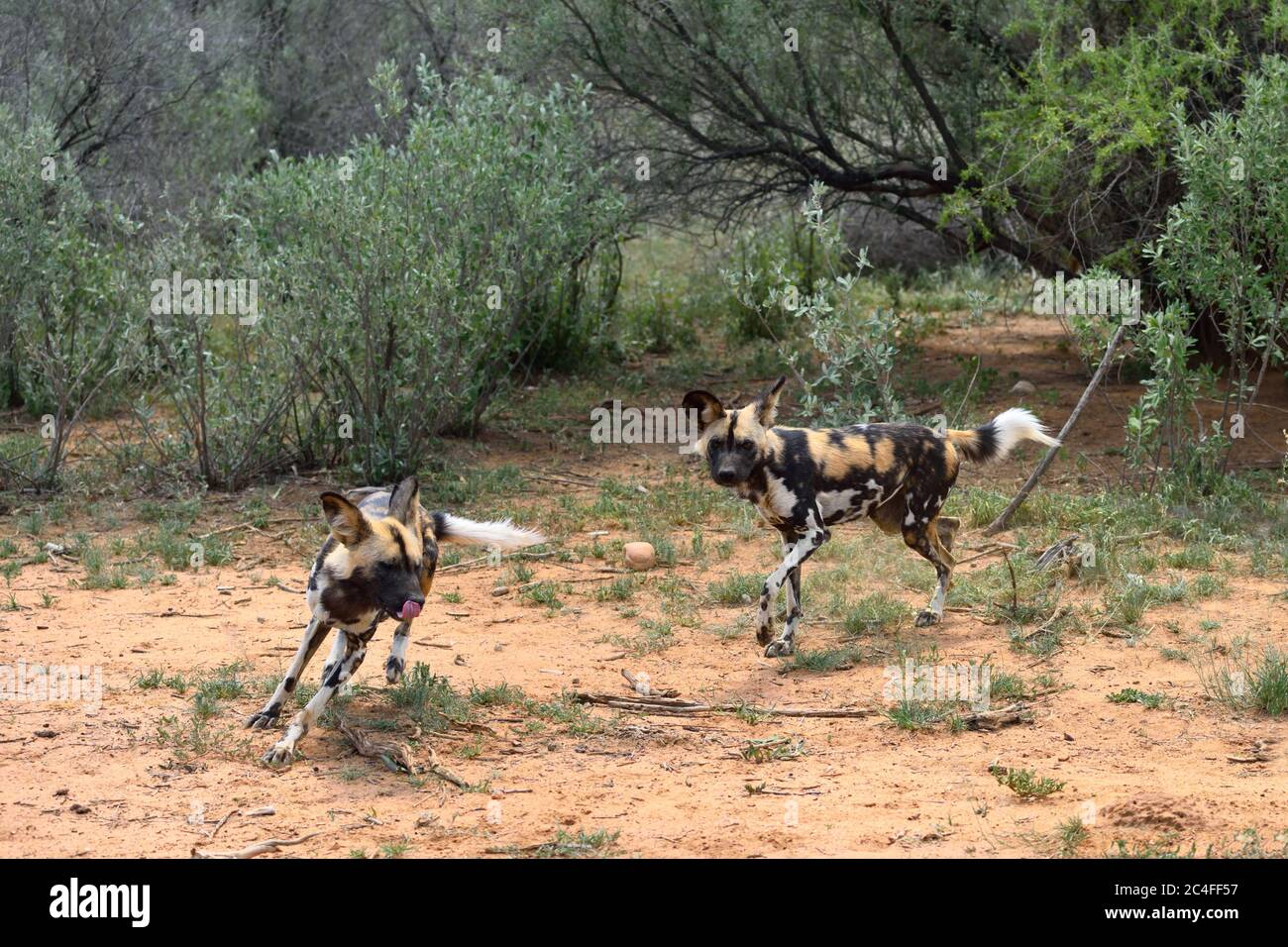 Two African Wild Dog in bush, Namibia Stock Photo - Alamy