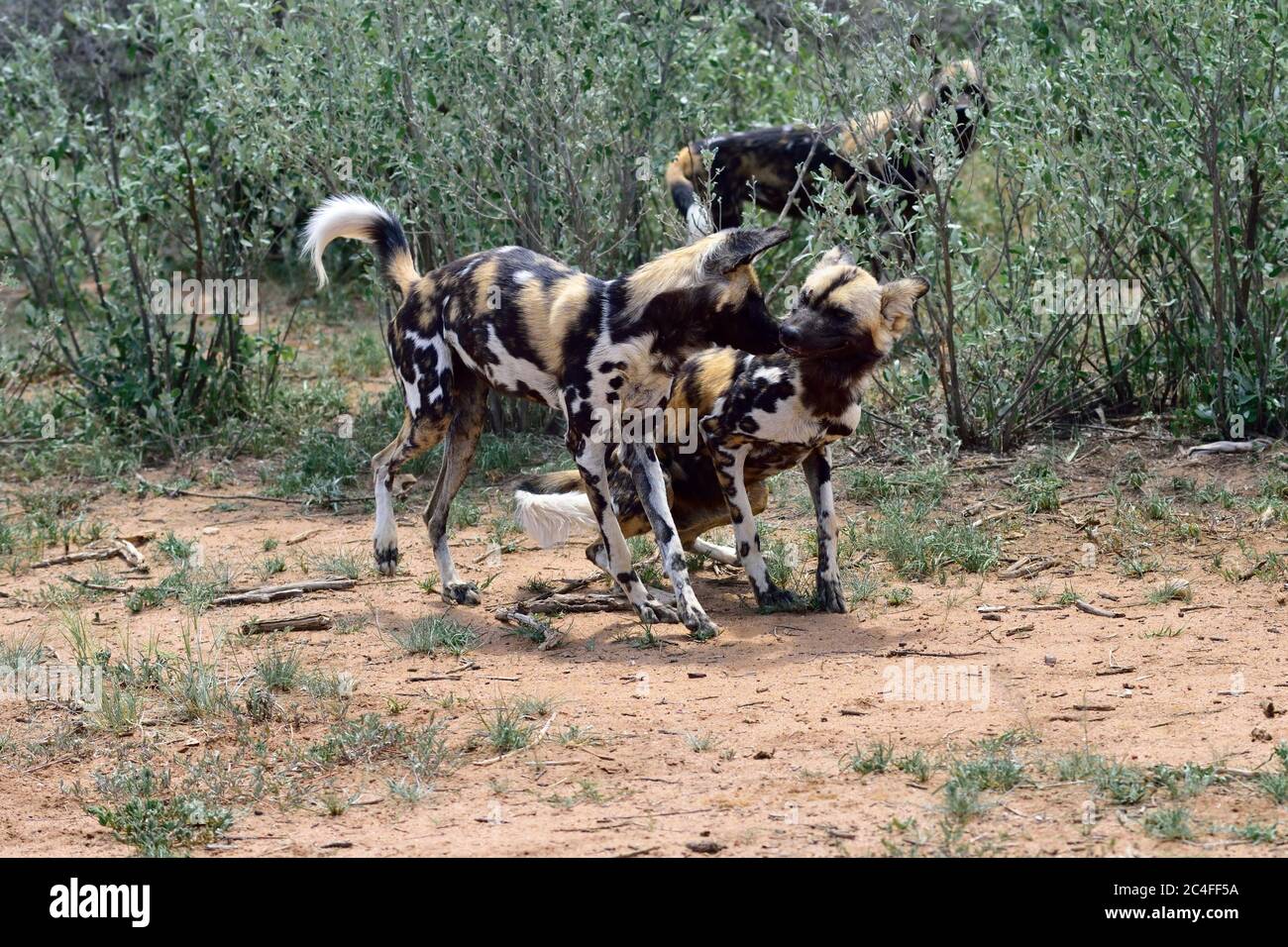 Group of the African Wild Dog in bush, Namibia Stock Photo - Alamy