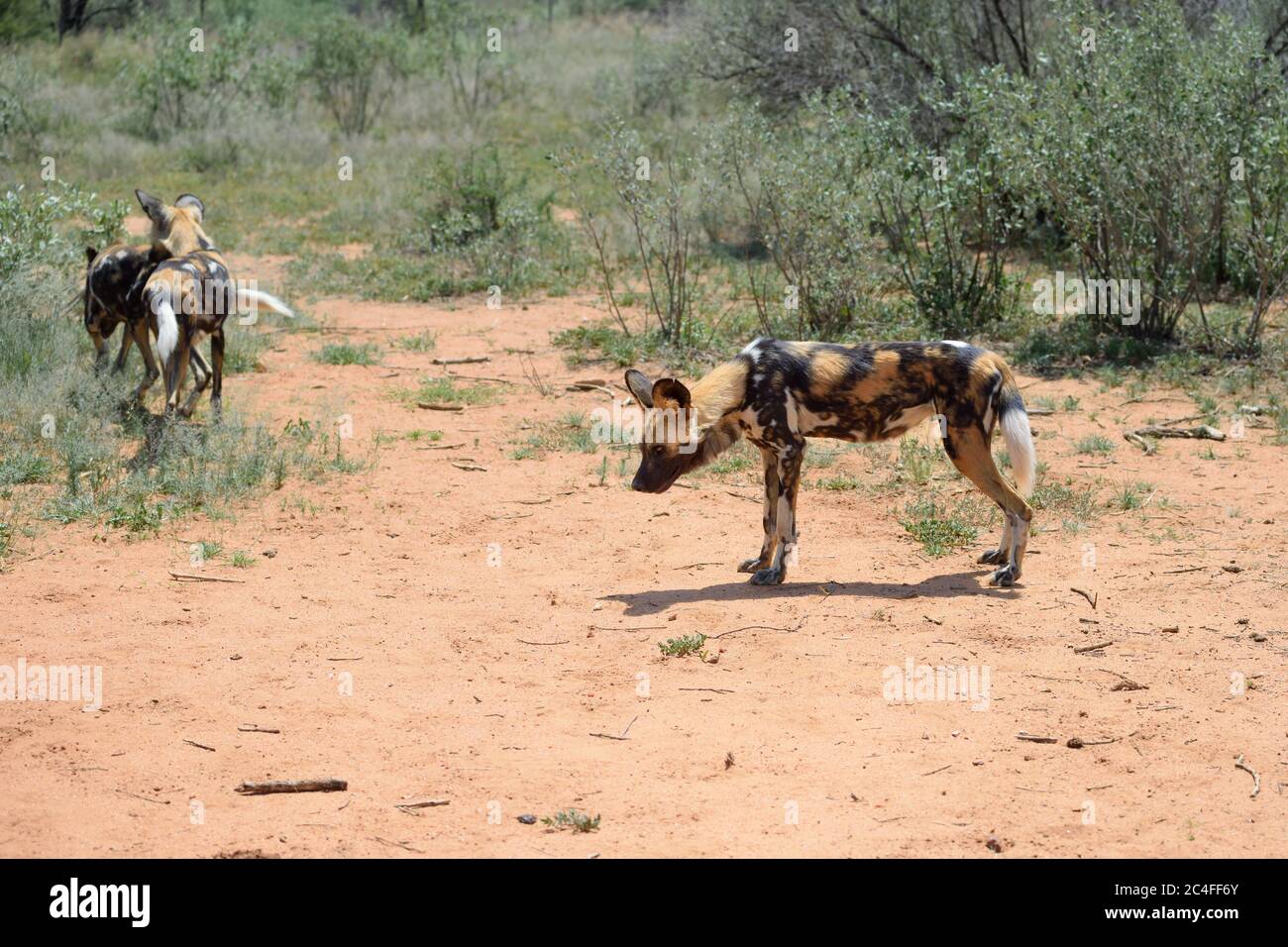 The African Wild Dog in the bushveld, Namibia Stock Photo - Alamy