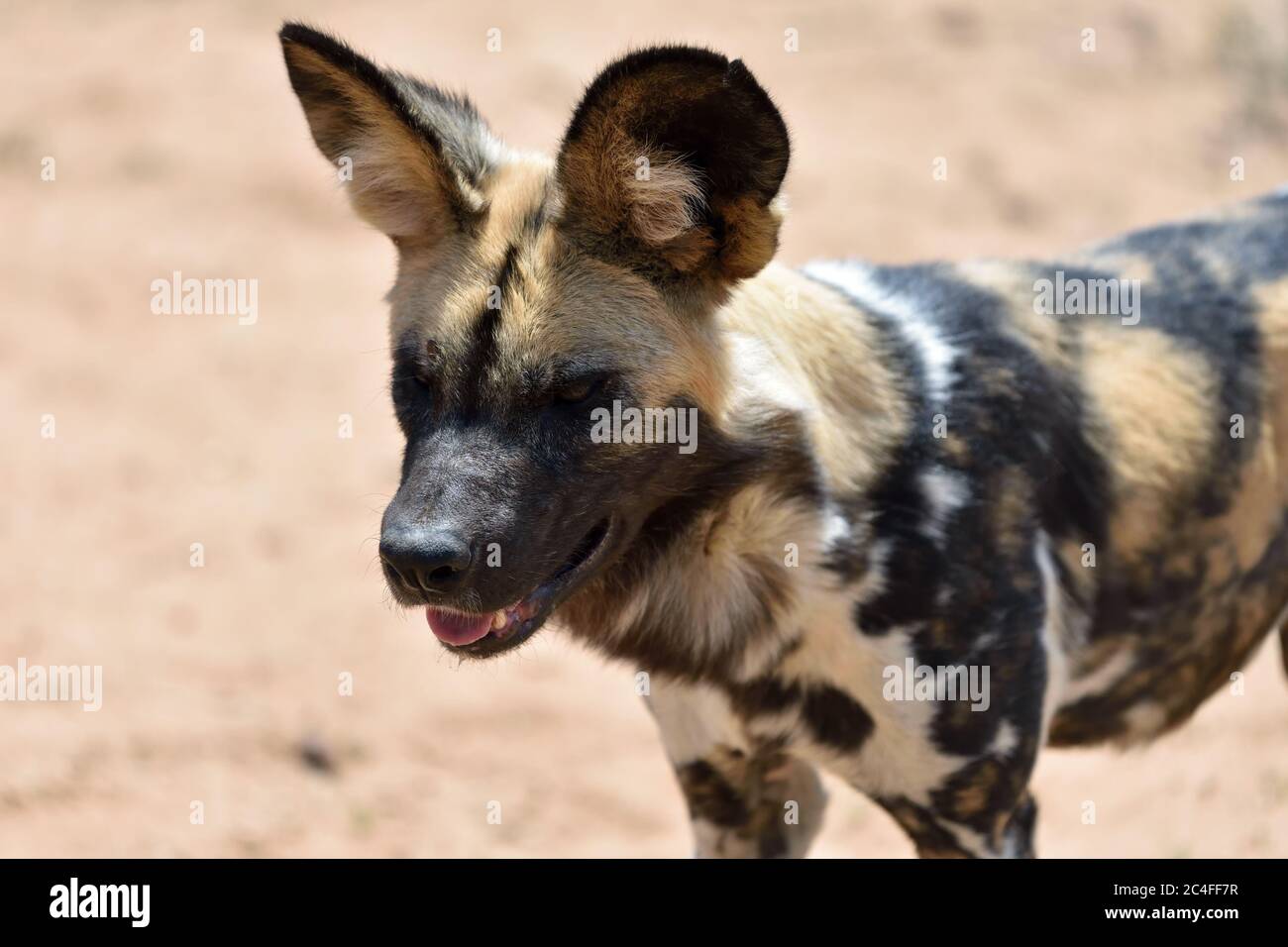 The African Wild Dog portrait in Namibia Stock Photo - Alamy