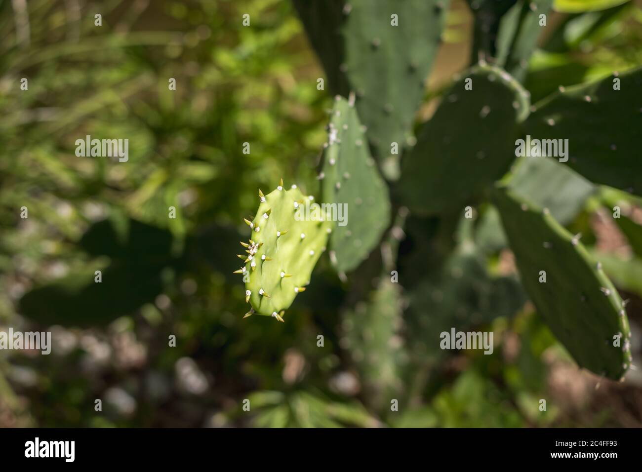 From the nahuatl word nohpalli hi-res stock photography and images - Alamy
