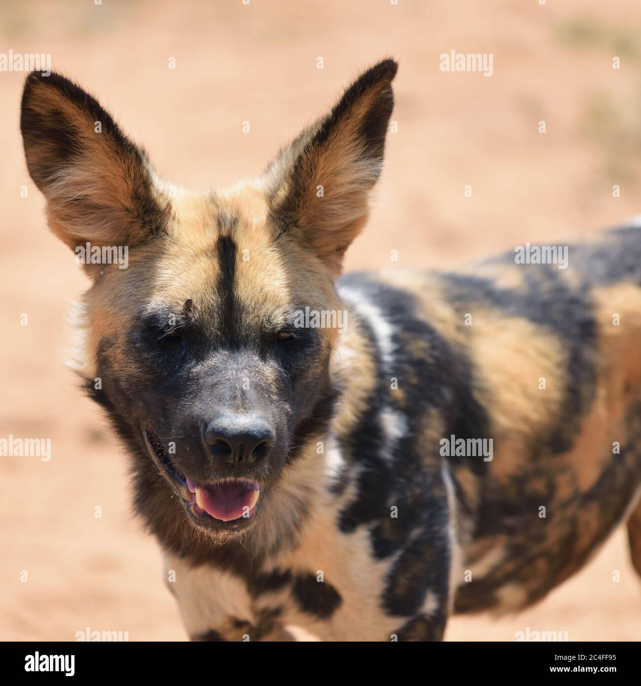 The African Wild Dog portrait in Namibia Stock Photo - Alamy