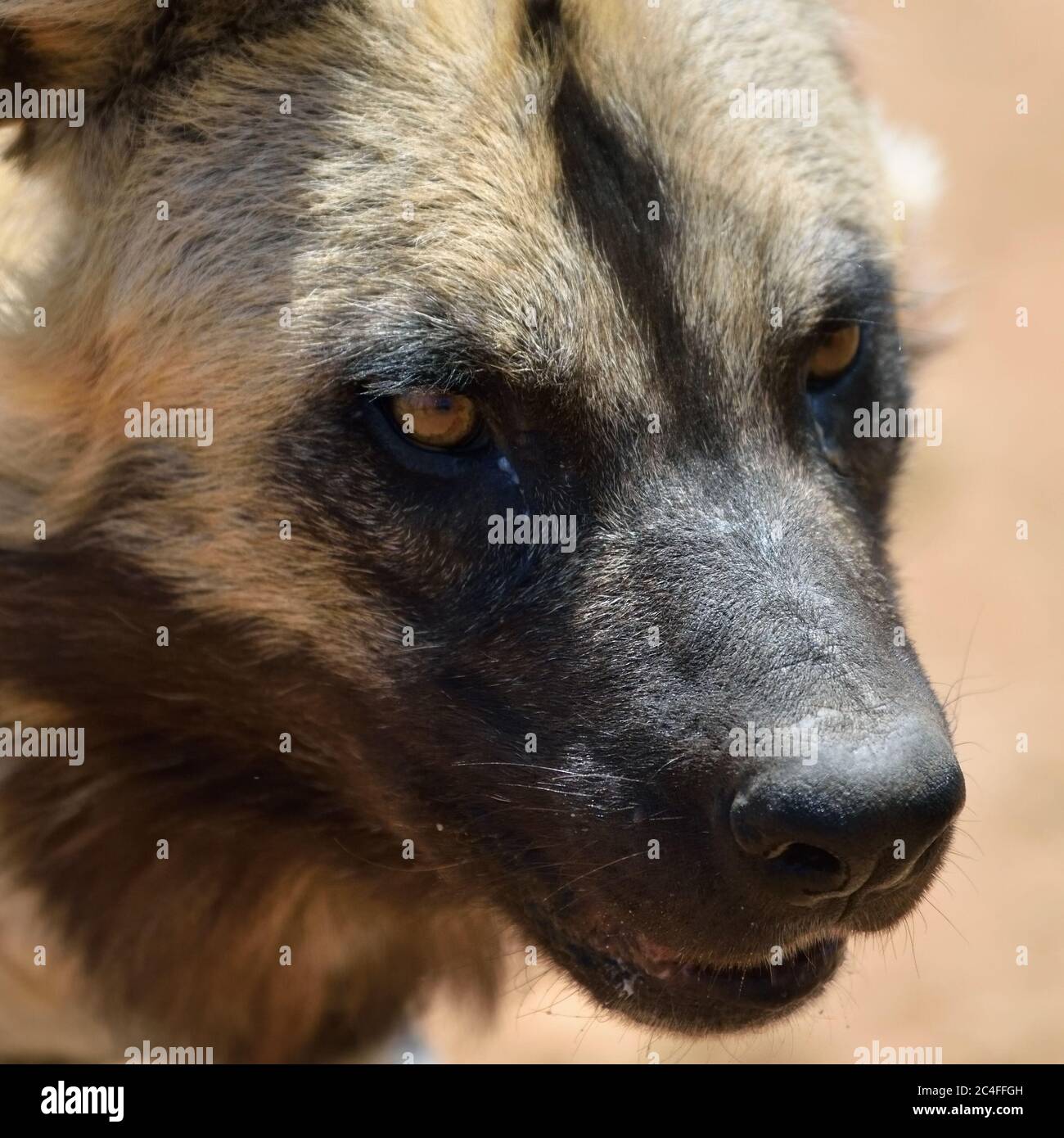 The African Wild Dog portrait in Namibia Stock Photo - Alamy