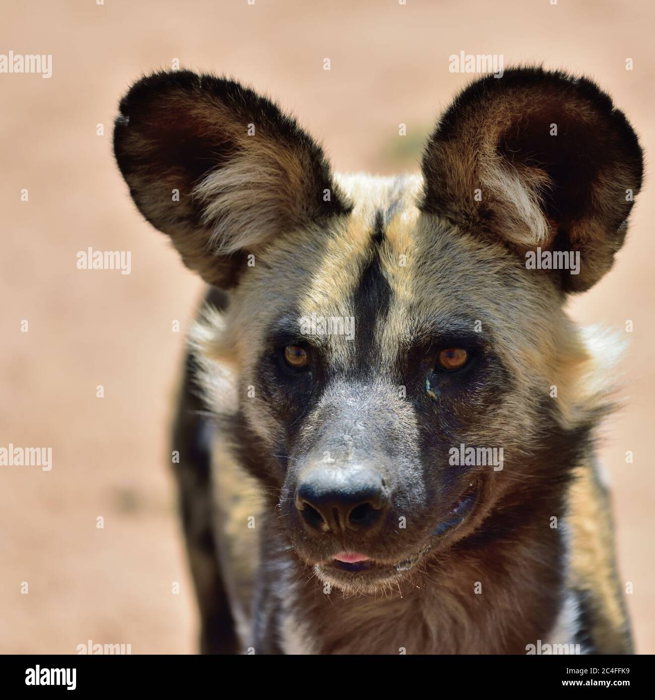 The African Wild Dog portrait in Namibia Stock Photo - Alamy