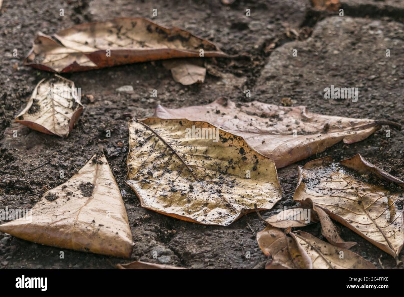 Nature natural balance in the ecosystem Stock Photo - Alamy