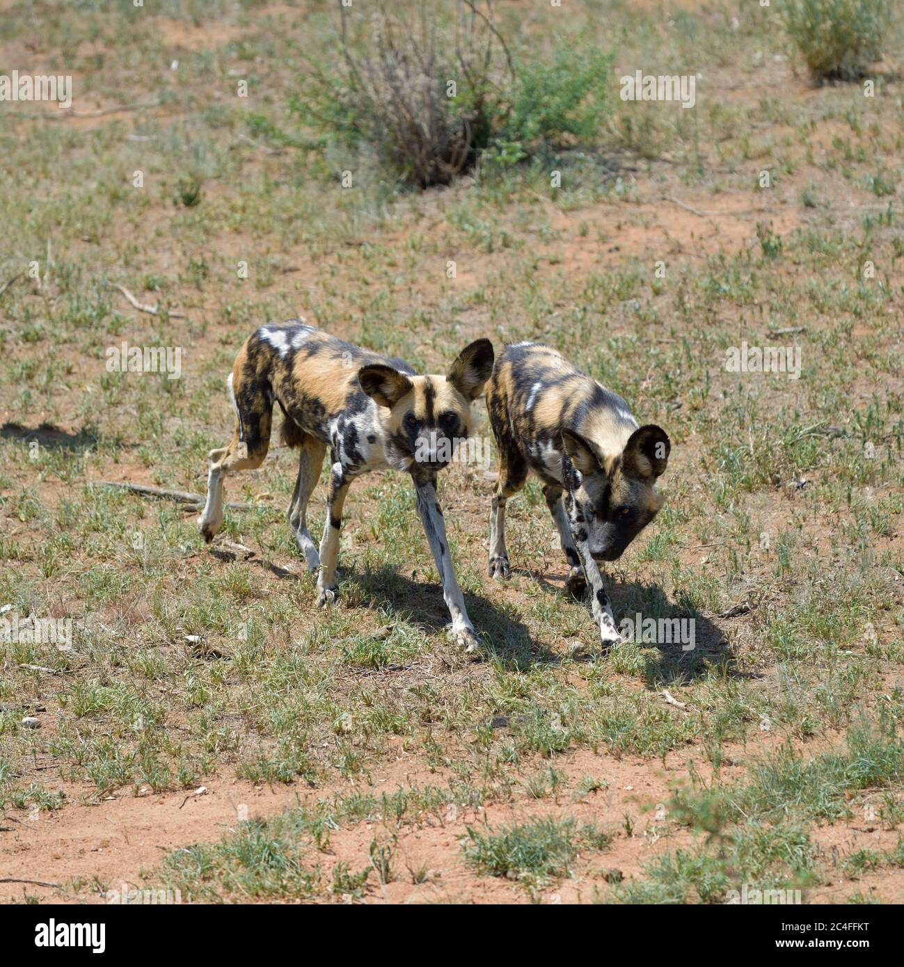 Two African Wild Dog in field, Namibia Stock Photo - Alamy