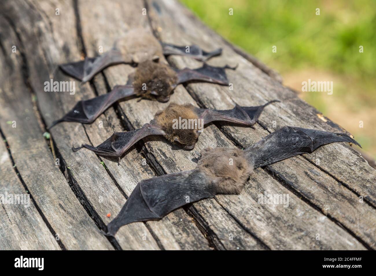 Group of bat in a beautiful summer day Stock Photo - Alamy