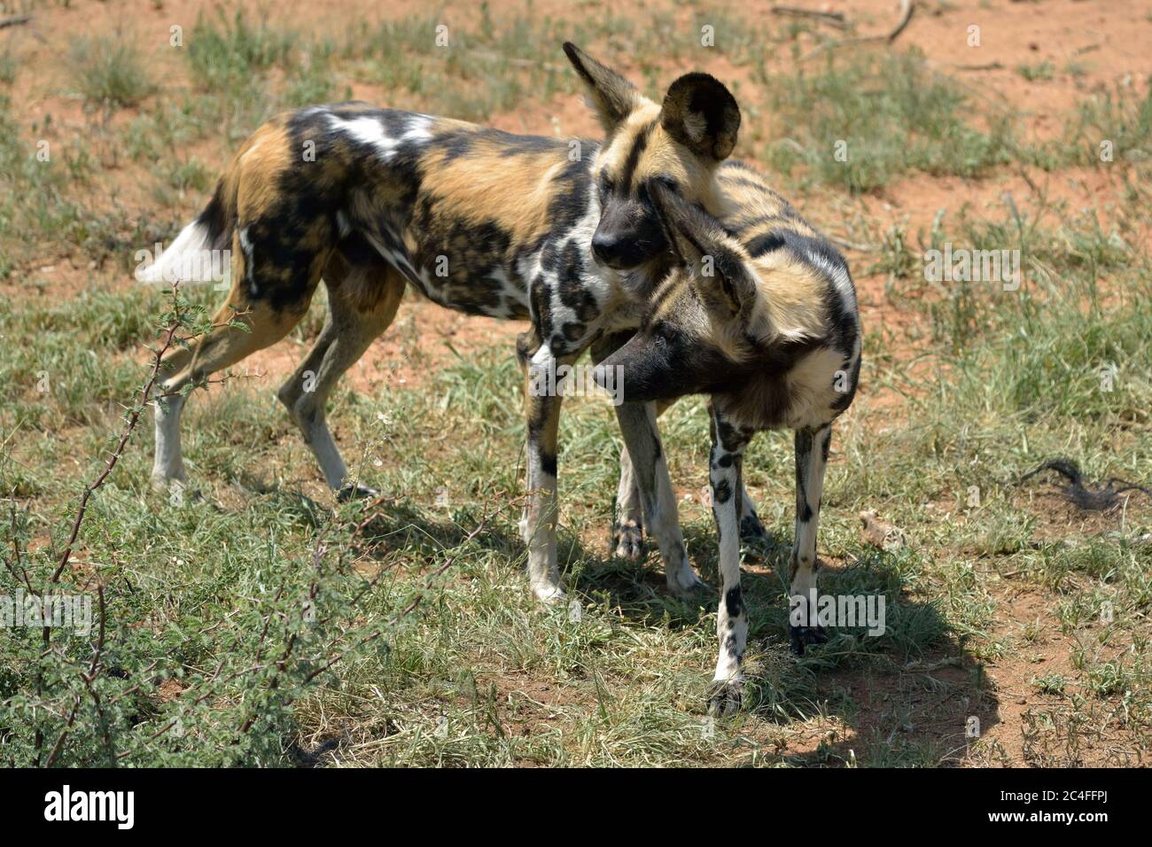 Two of the African Wild Dog in the savanna, Namibia Stock Photo - Alamy