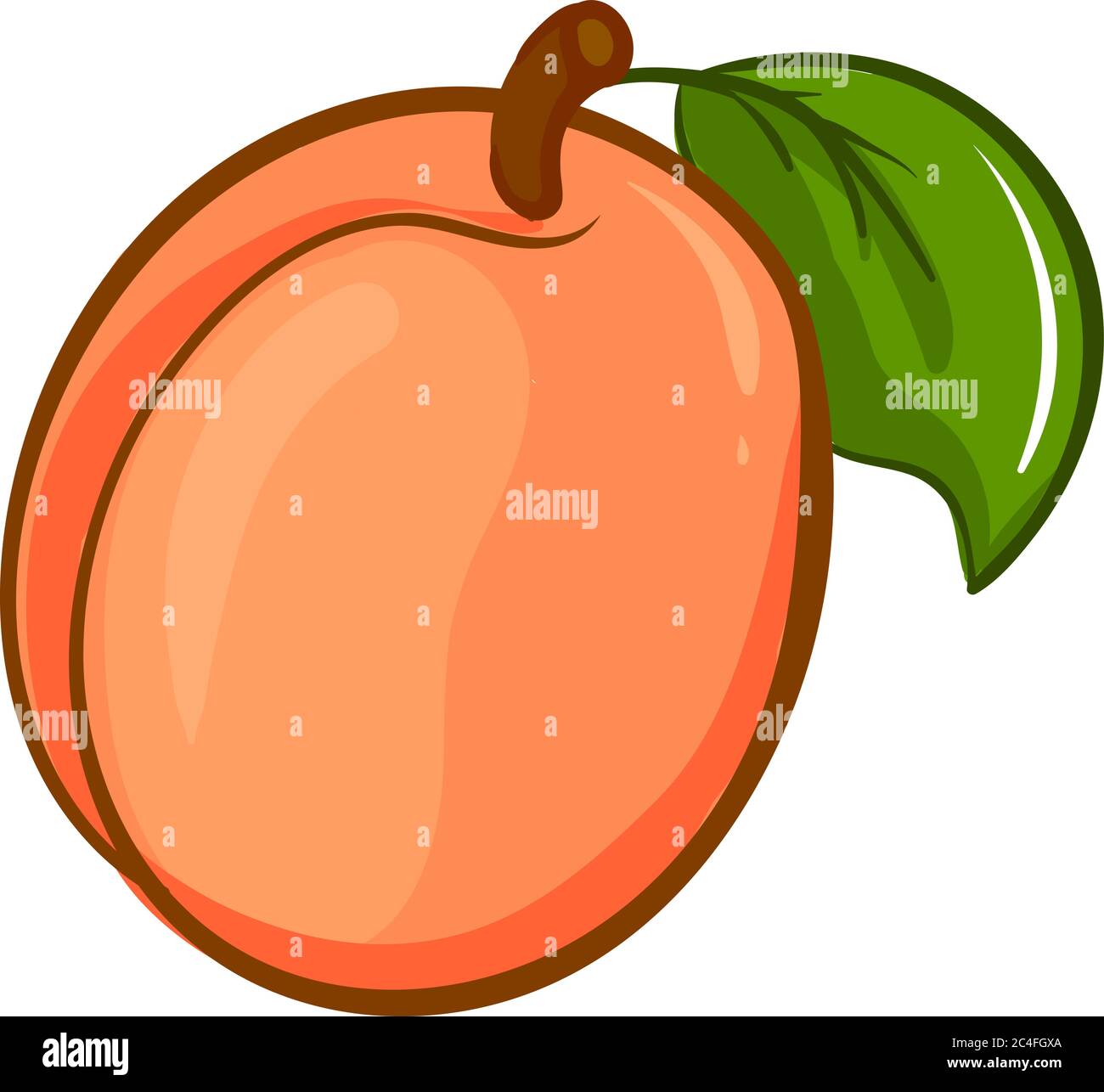 Apricot drawing, illustration, vector on white background Stock Vector ...