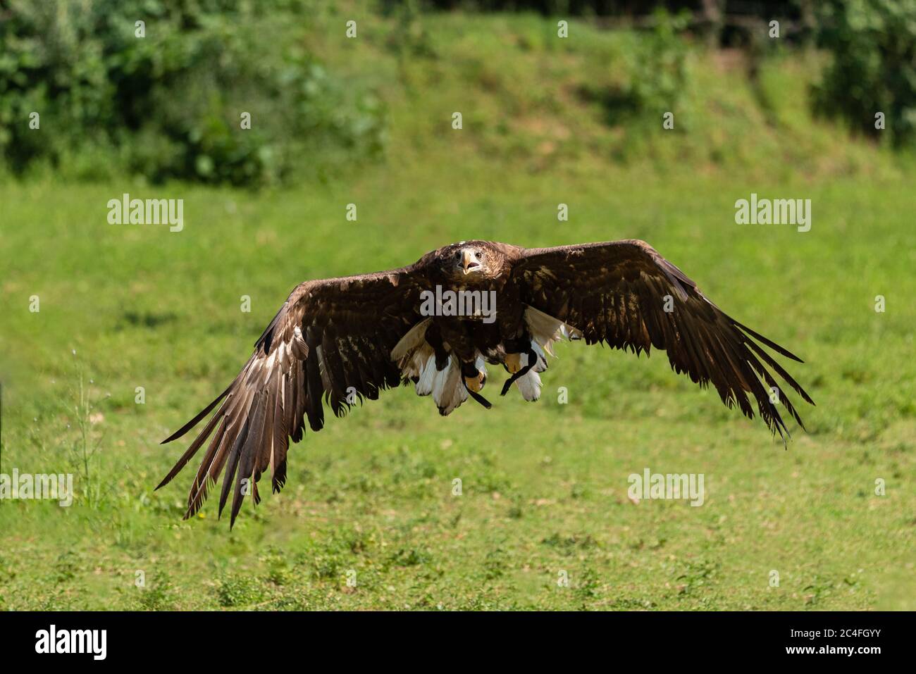 Golden eagle flies over a green meadow, large bird of prey with ...