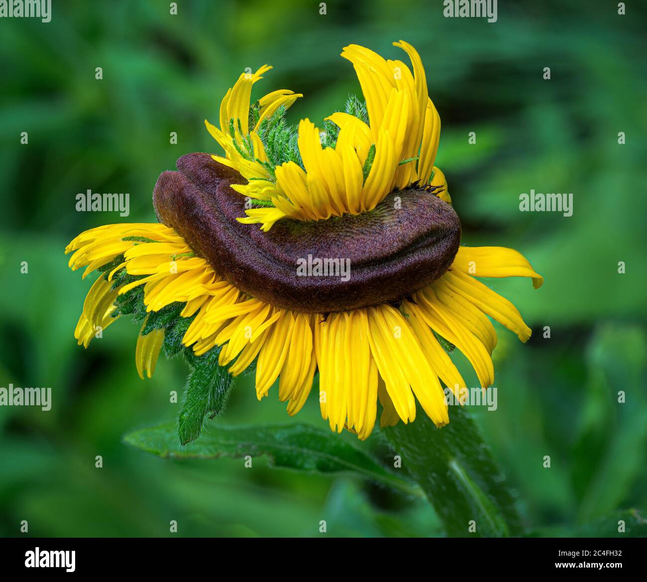 Deformed daisy hi-res stock photography and images - Alamy
