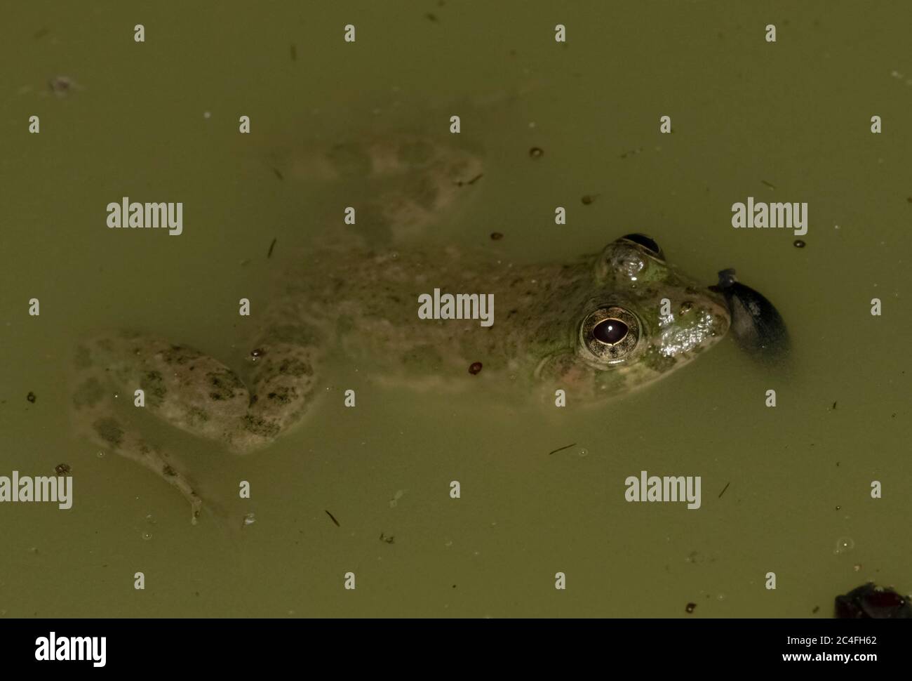 Frog amphibian sri lanka hi-res stock photography and images - Alamy