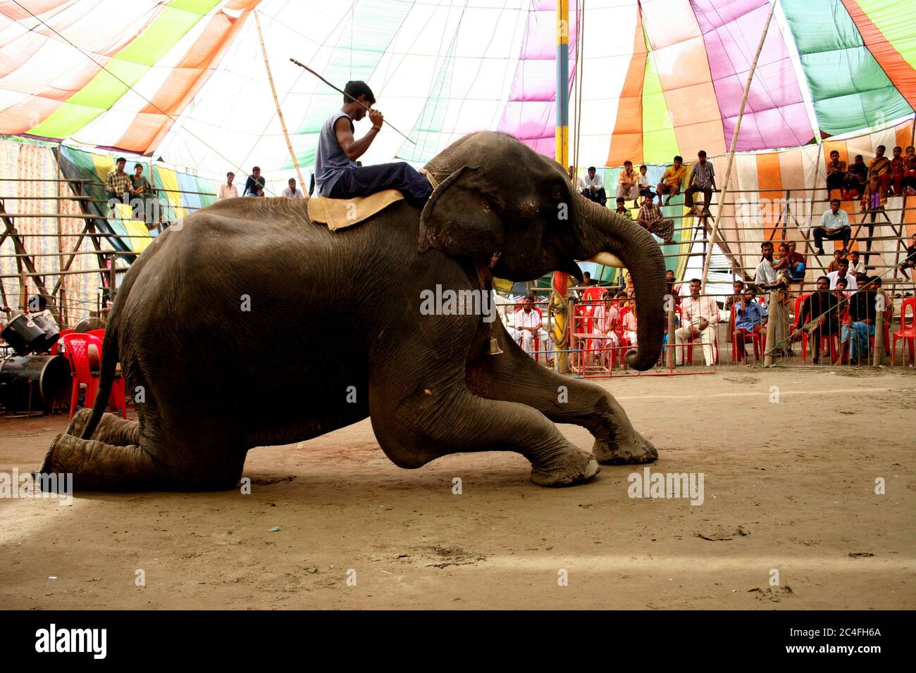 An elephant plays a stunt in a circus, a popular form of entertainment ...