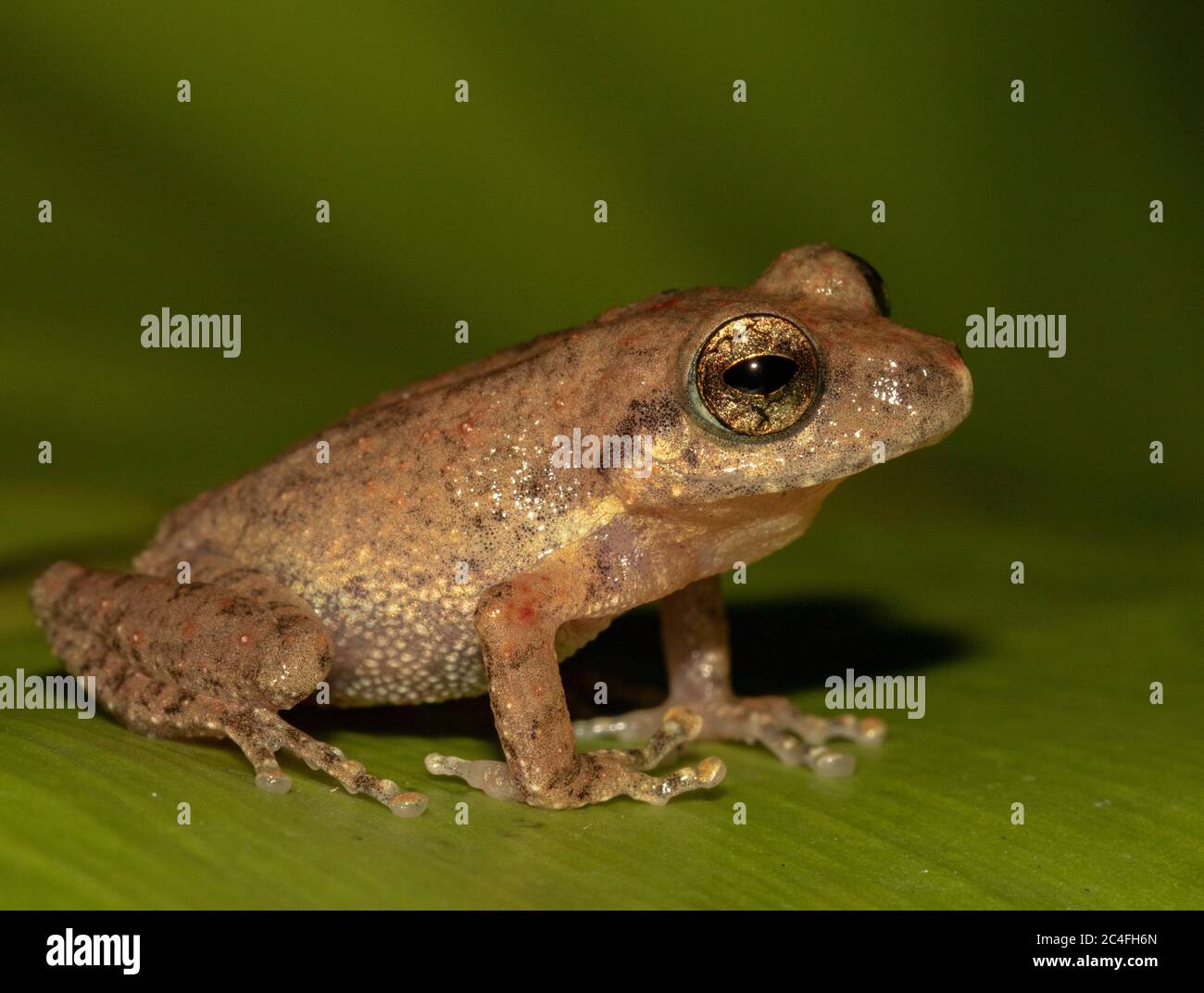 Brown frog on a leaf; tiny frog; cute froggy; Pseudophilautus popularis ...