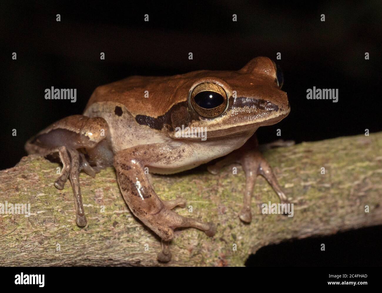 Frog on a branch; Tree frog branch; Indian tree frog; big eye frog ...