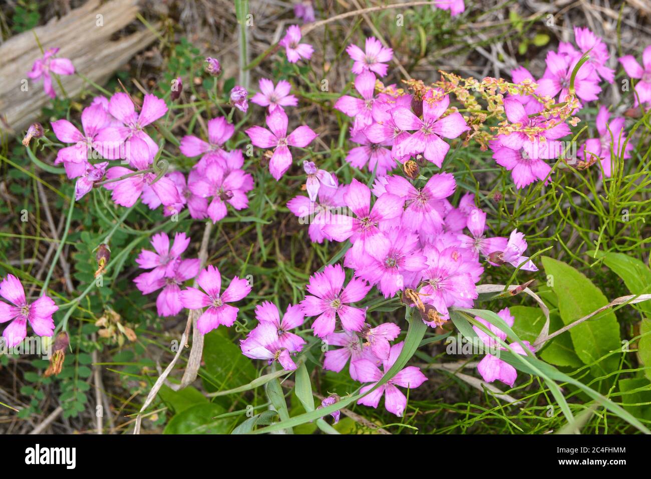 Wild carnation. Background from carnation flowers Stock Photo - Alamy