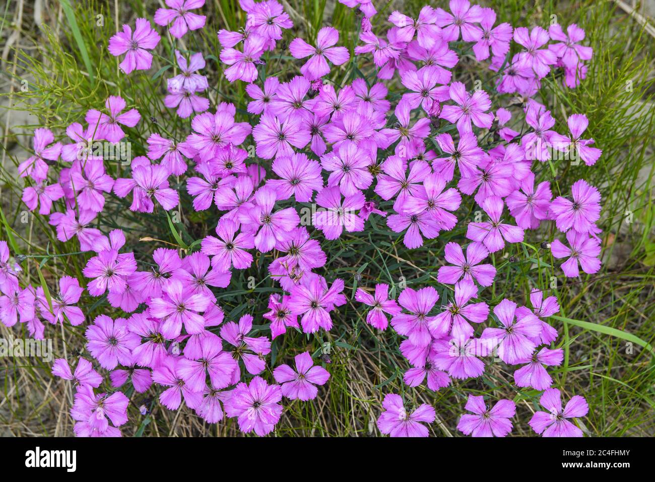 Wild carnation. Background from carnation flowers Stock Photo - Alamy