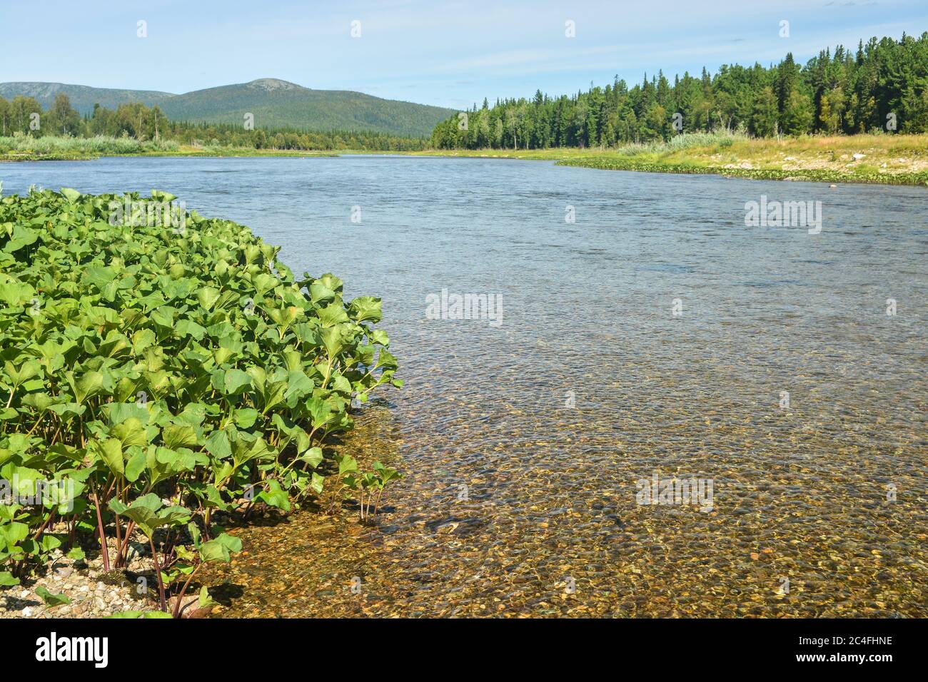 Taiga river Shchugor in the national Park Yugyd VA. UNESCO world ...