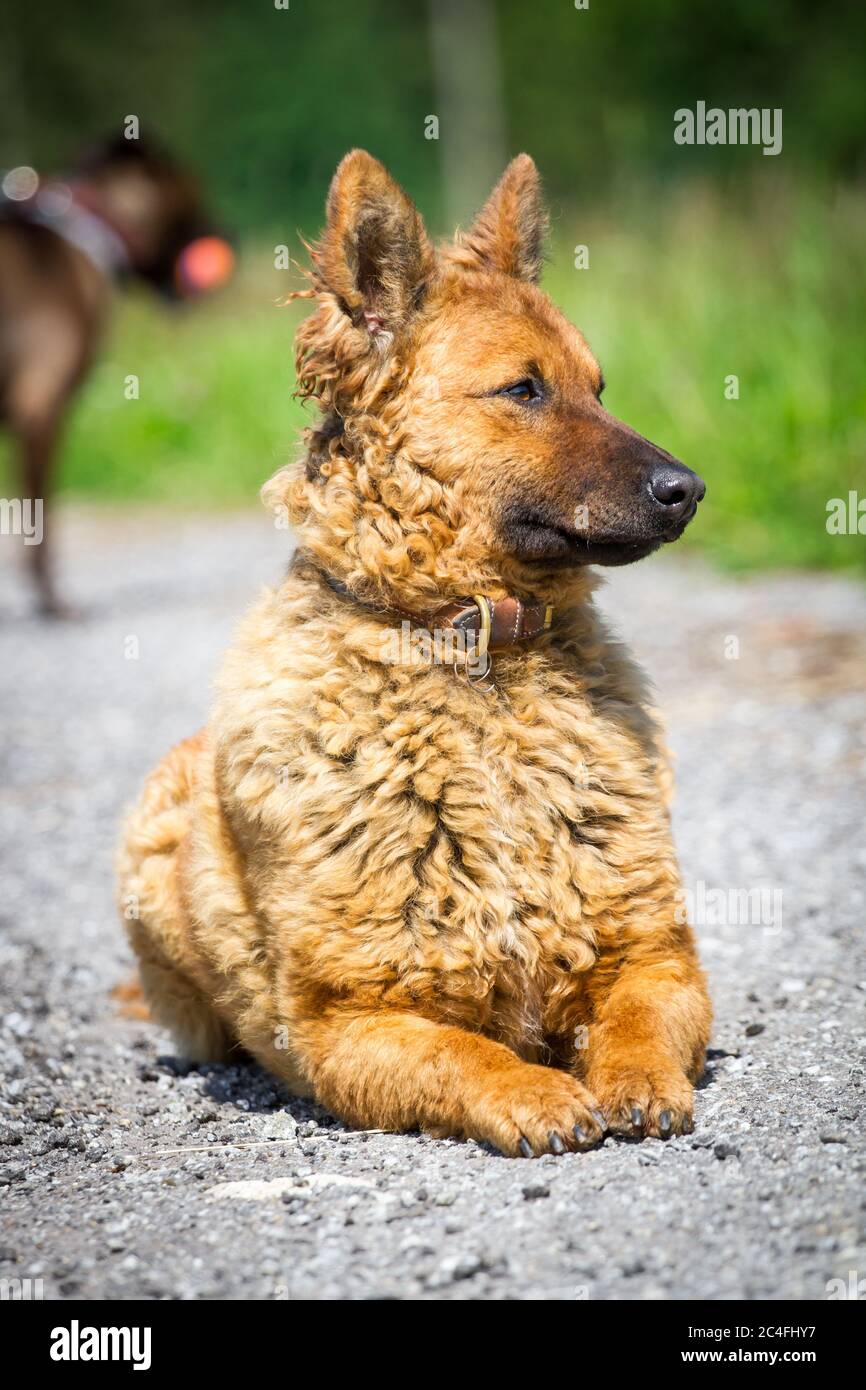 Old german cow dog hi-res stock photography and images - Alamy