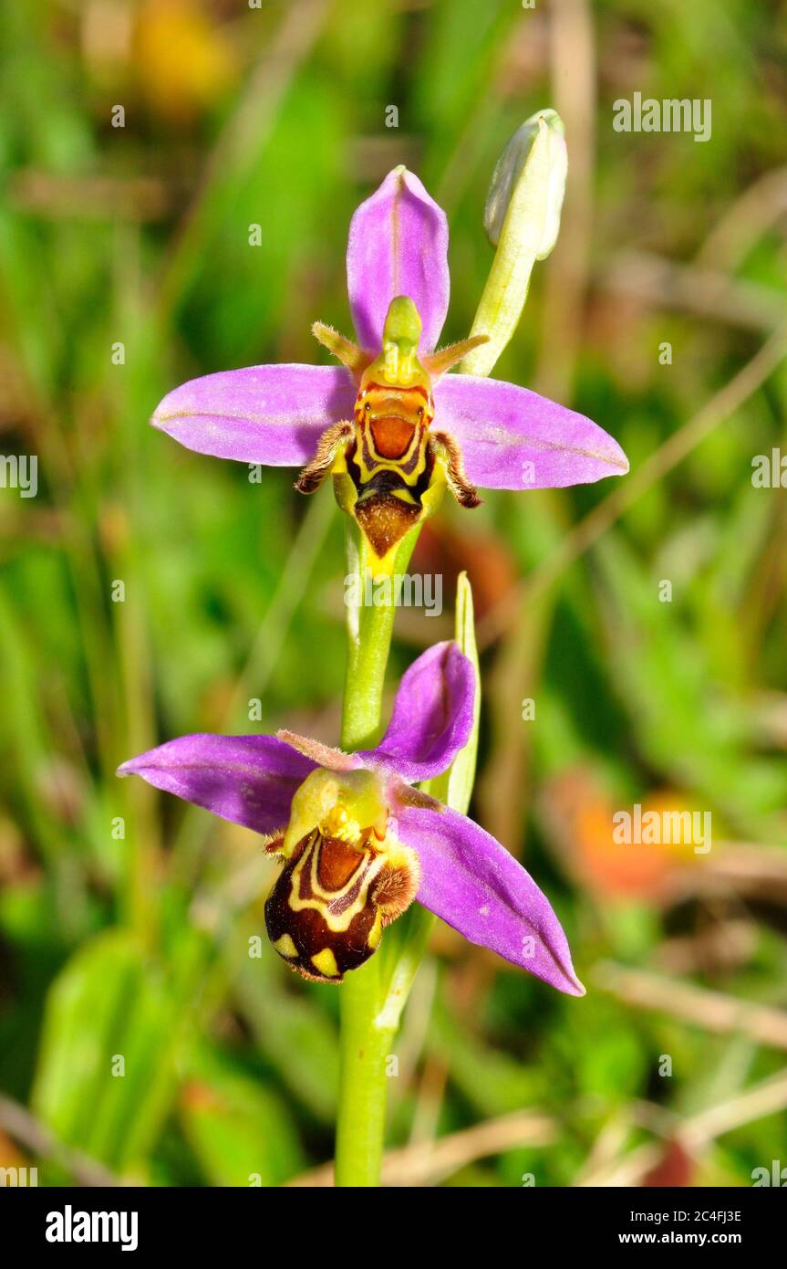 Bee Orchid,"Orphy apifera",common version with rare variation growing ...