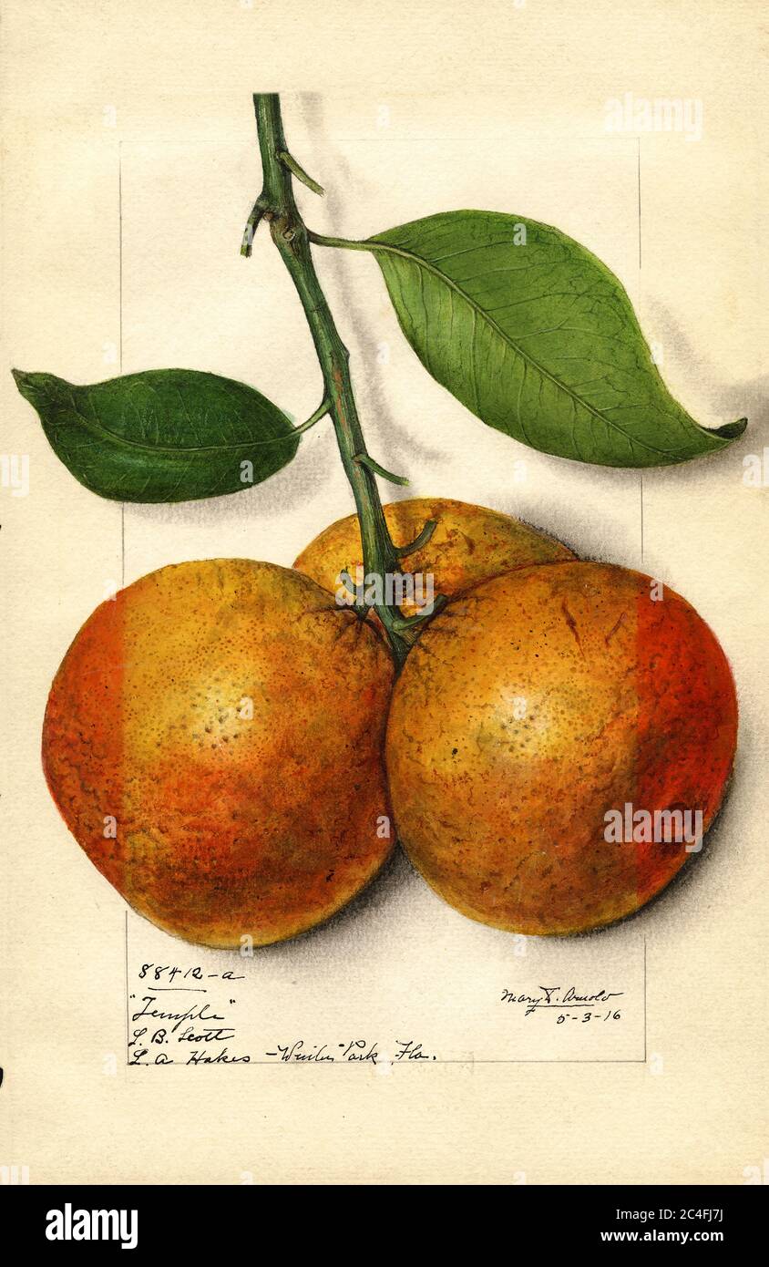 Oranges Florida Temple