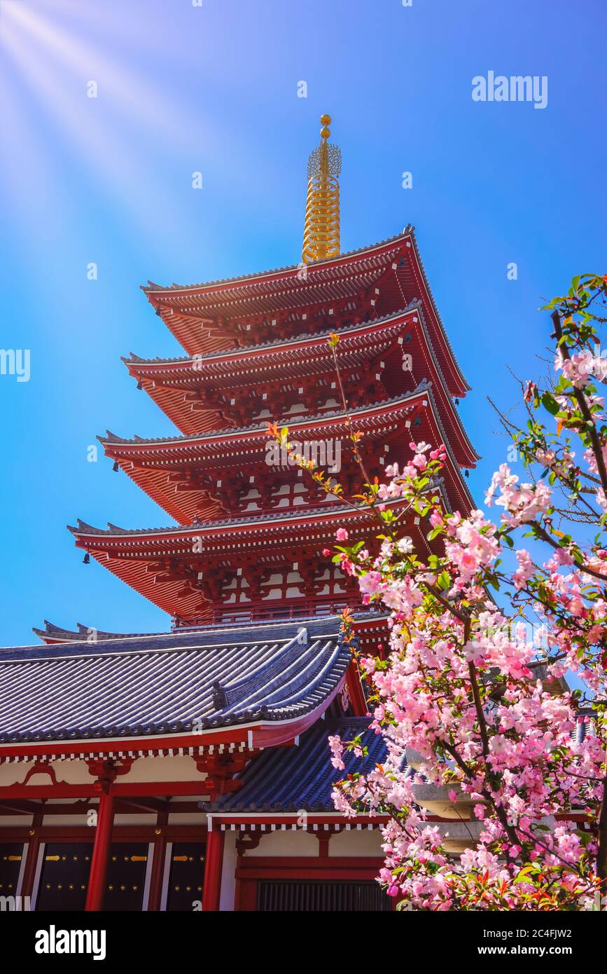 tokyo, japan - march 31 2020: Pink cherry blossoms and five-storied ...