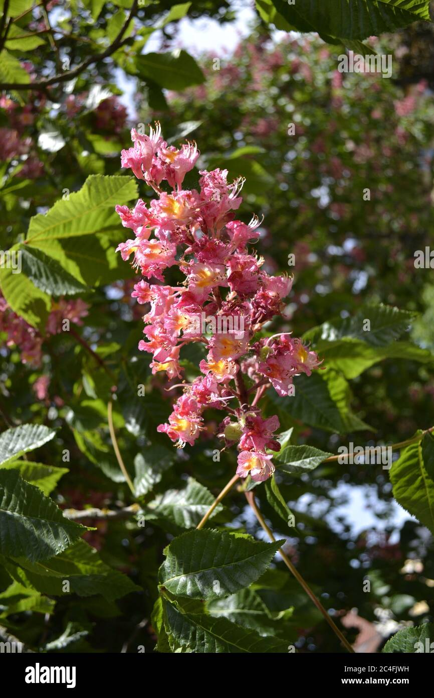 common red chestnut tree European continental foliage Stock Photo - Alamy
