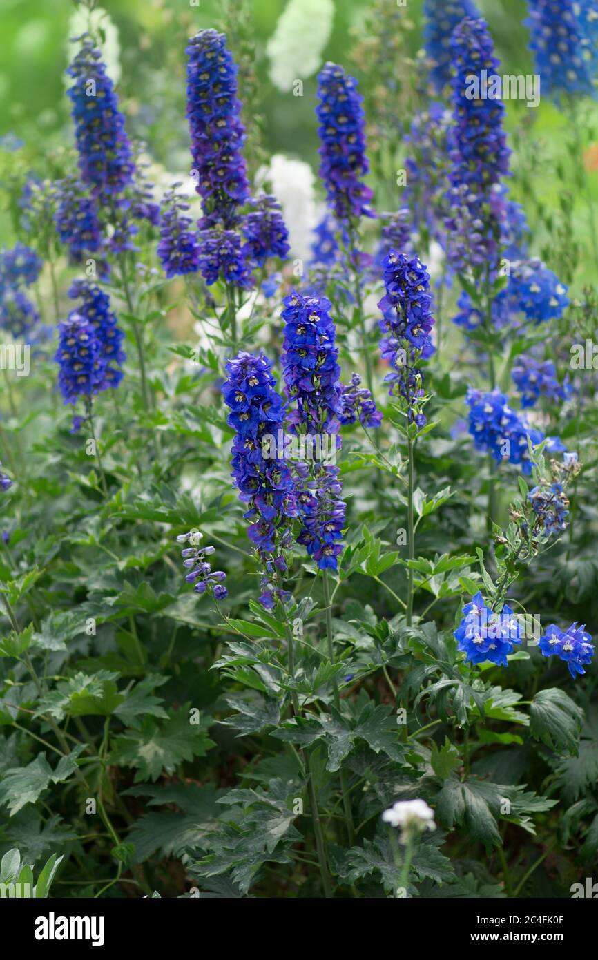 Delphinium flowers blooming. Blue flower of Delphinium in a summer ...