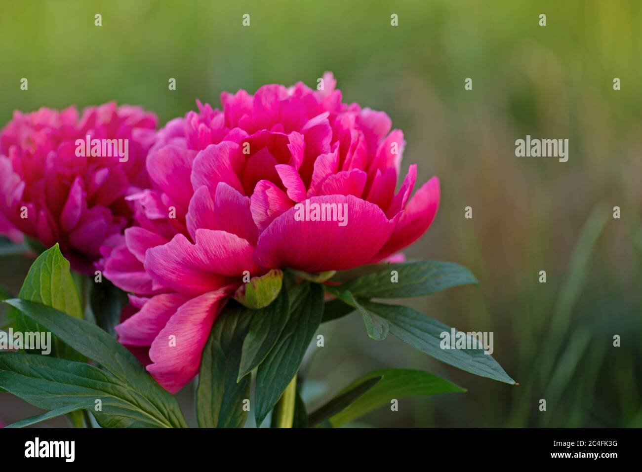 Bright burgundy fresh peonies hi-res stock photography and images - Alamy