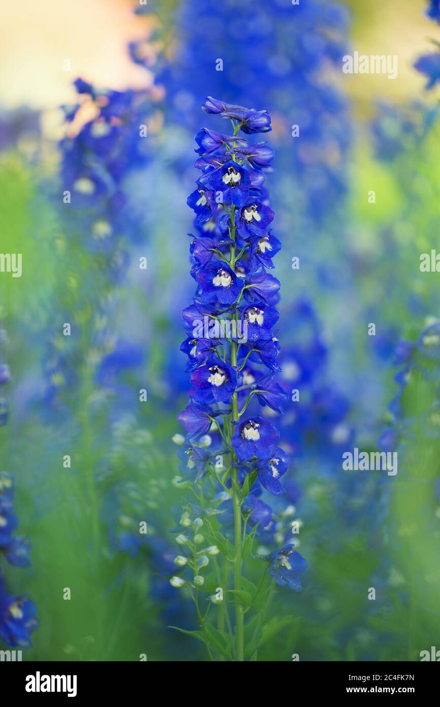 Delphinium blue grows in the garden. Double delphinium blue flower ...