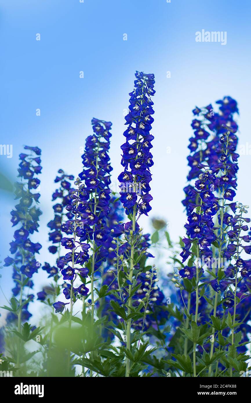 Delphinium blue grows in the garden. Double delphinium blue flower ...