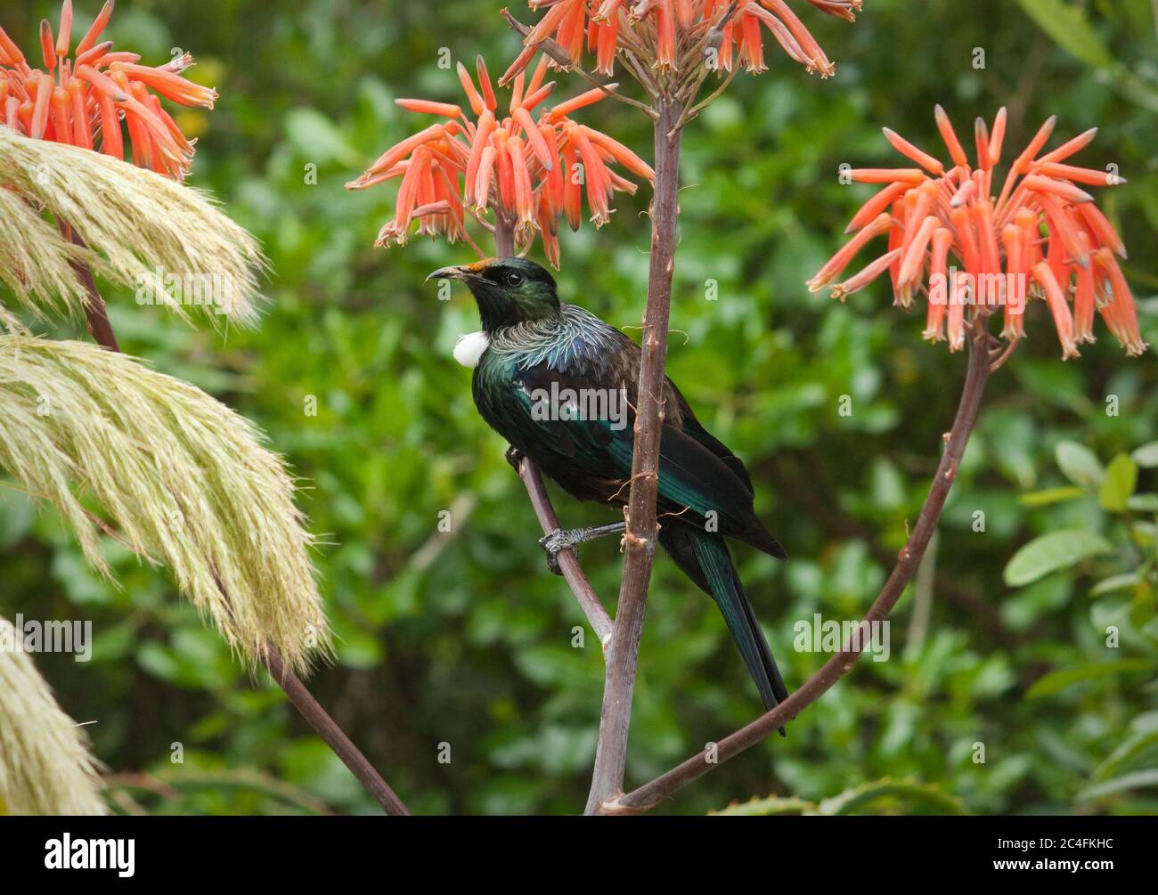 New Zealand Tui perched on a flower Stock Photo - Alamy