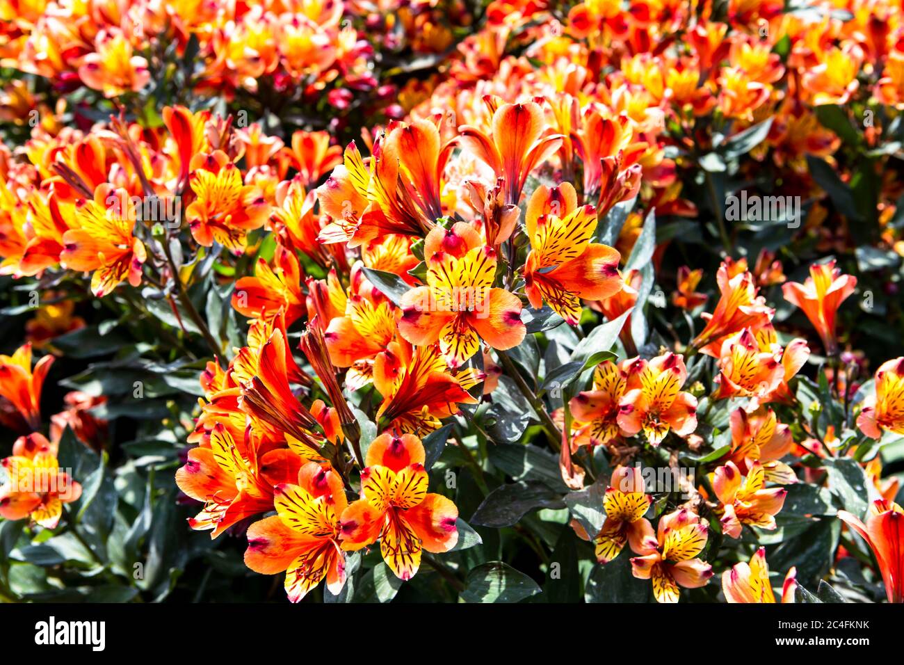 Tiger lily flowers with green foliage Stock Photo - Alamy