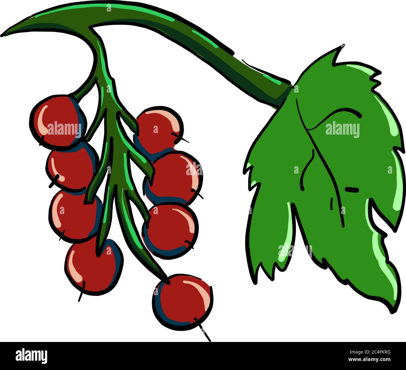 Currant, illustration, vector on white background Stock Vector Image ...