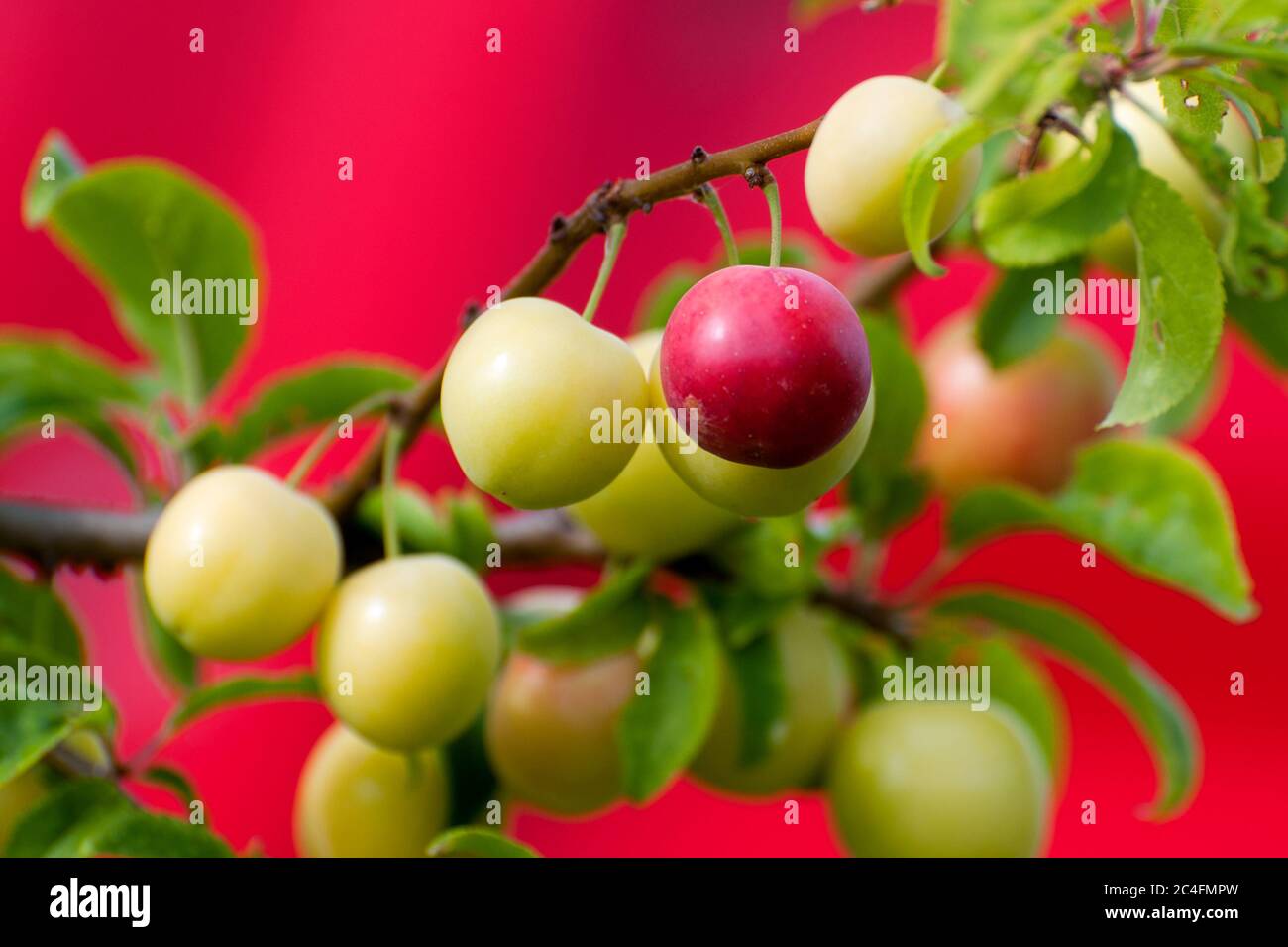 green and red wild plums on a tree on a bright red background Stock ...