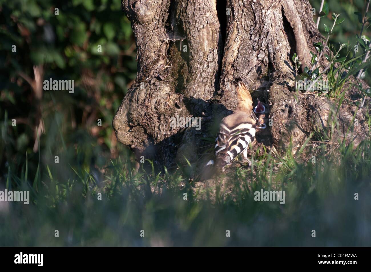 wildlife. hoopoe that feeds its young in the nest Stock Photo - Alamy