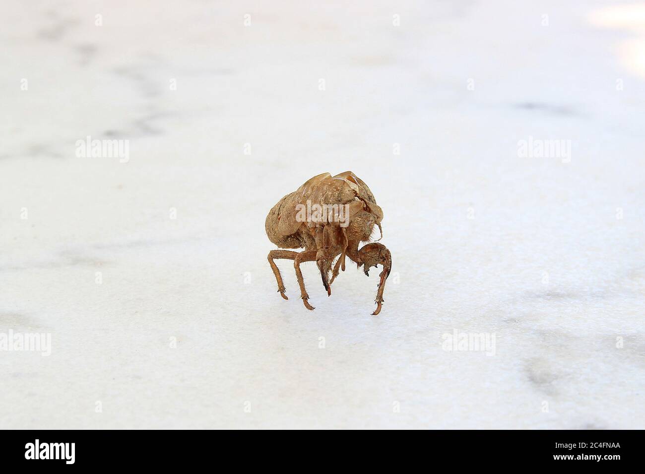 Cicada insect shell isolated on a white marble surface background ...
