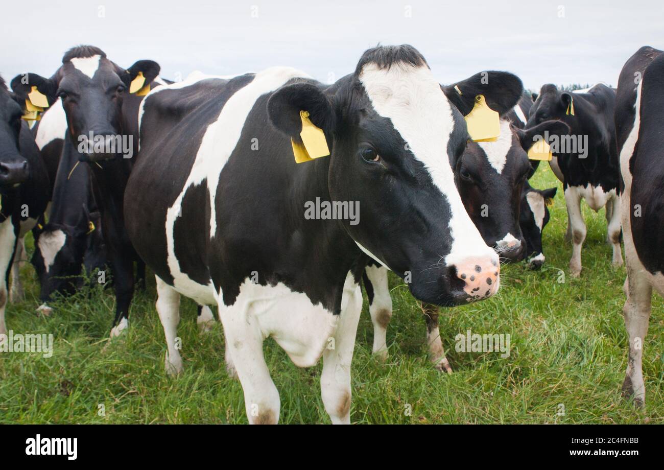 Fresian Cows in lush paddock Stock Photo - Alamy